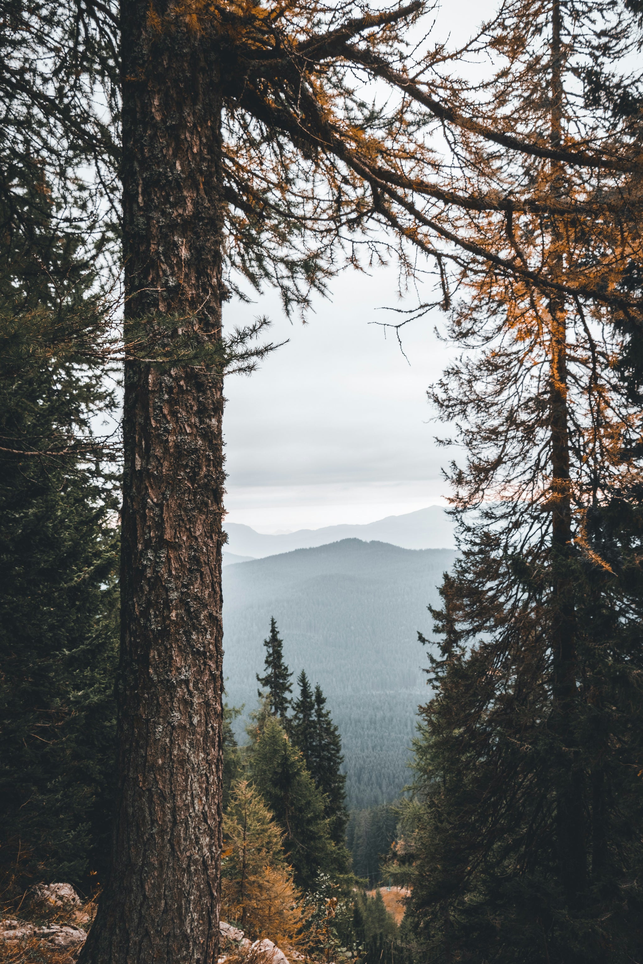 GHOST PINE